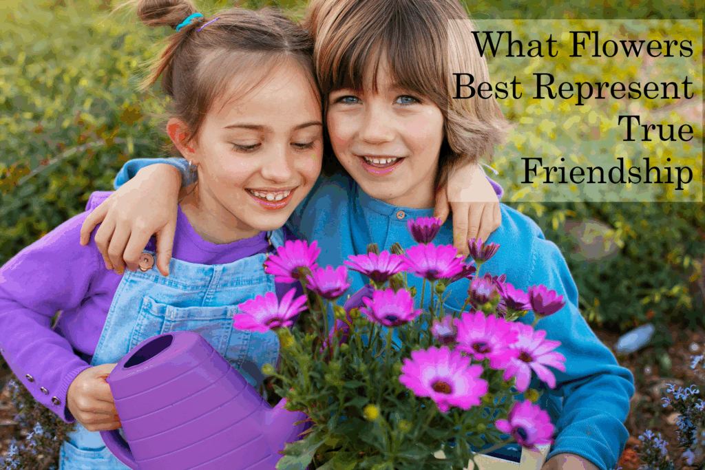 Friendship Day Flowers Guide: Meaningful Blooms for True Friends